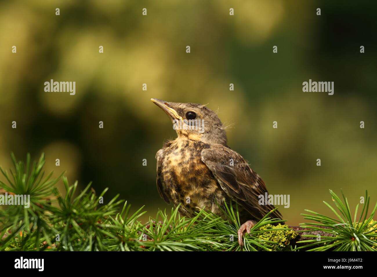 bird, birds, offspring, thrush, singing-bird, bobolinks, song thrush ...