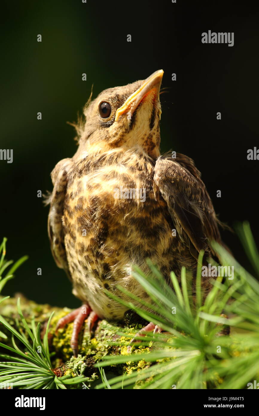 bird, birds, offspring, thrush, singing-bird, bobolinks, song thrush ...