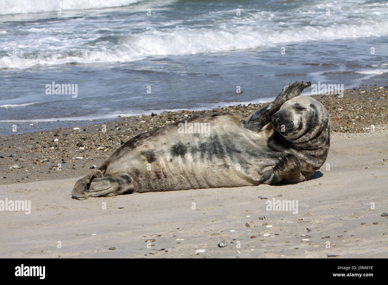 Mammal animals seal crawl animal hi-res stock photography and images ...