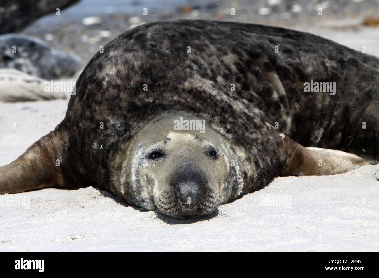 mammal, animals, seal, crawl, animal, mammal, animals, water, north sea ...