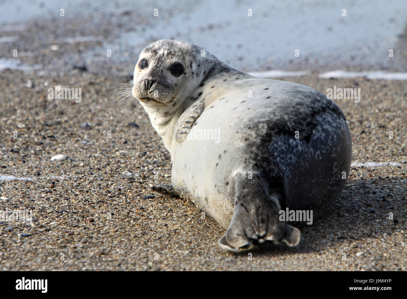 mammal, animals, seal, crawl, animal, mammal, animals, water, north sea ...