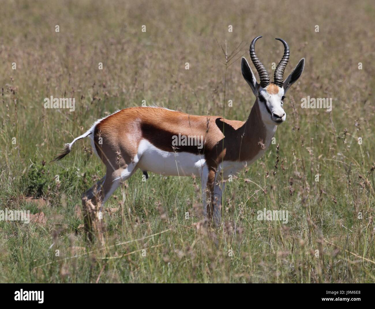 south africa, cornets, antelope, gazelle, dash, go quickly, fast, quick ...