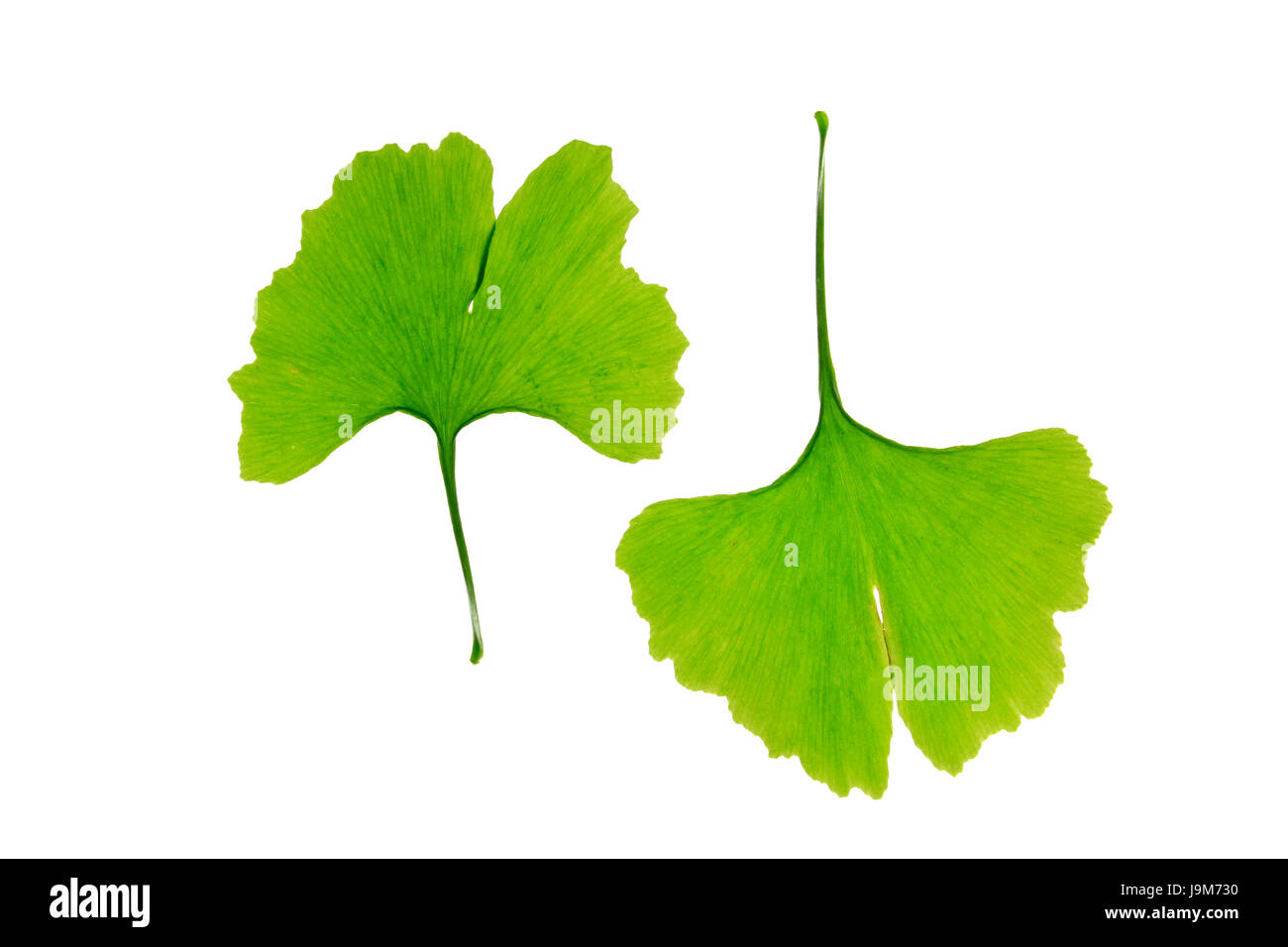 Structure tree trees leaf Cut Out Stock Images & Pictures - Alamy