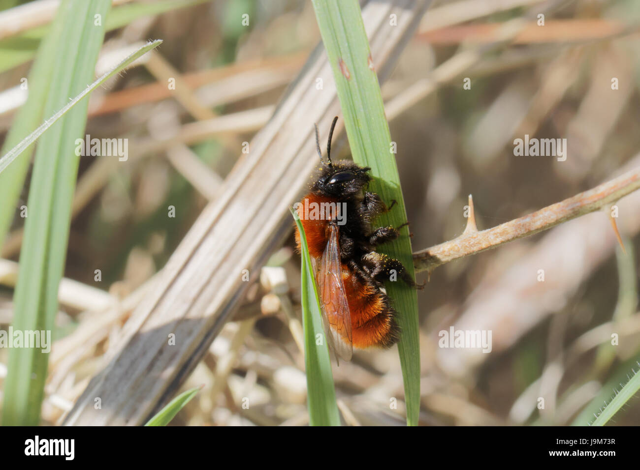 An early honey bee, resting on a grass stem Stock Photo - Alamy