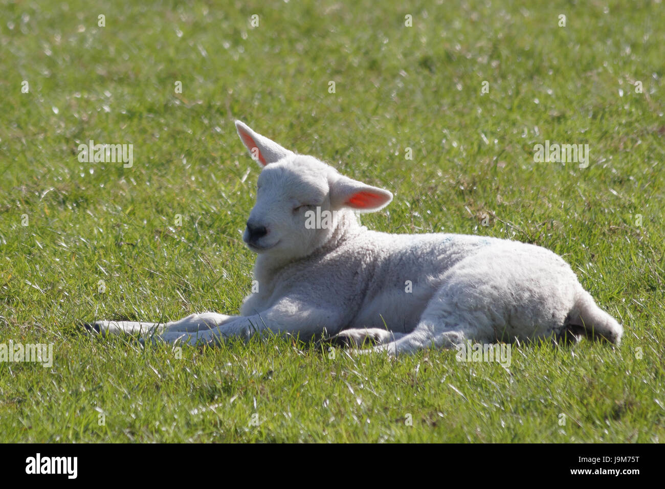 A lamb lying in the sun Stock Photo - Alamy