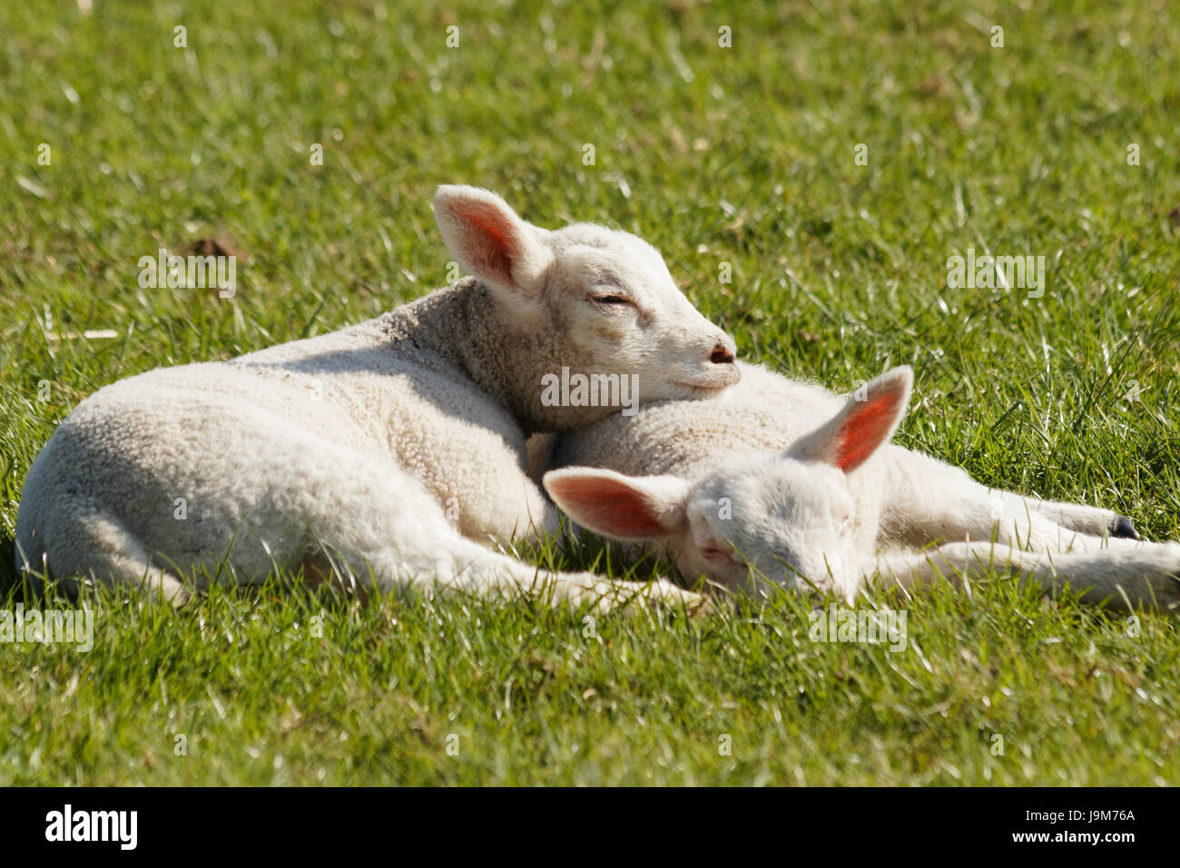 Lambs sunbathing hi-res stock photography and images - Alamy