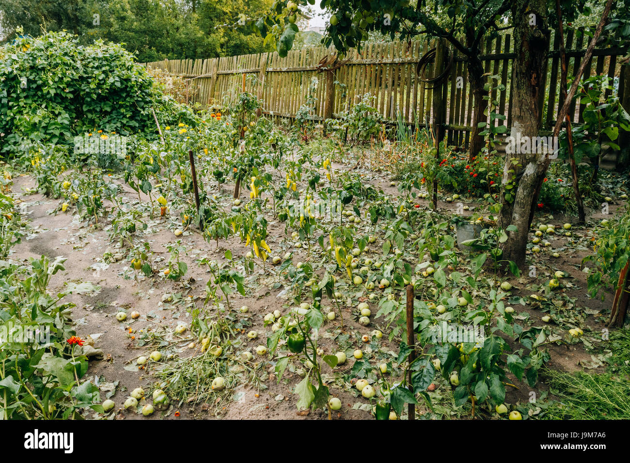 Consequences Of Hail In Vegetable Garden. Broken Vegetables Peppers And ...