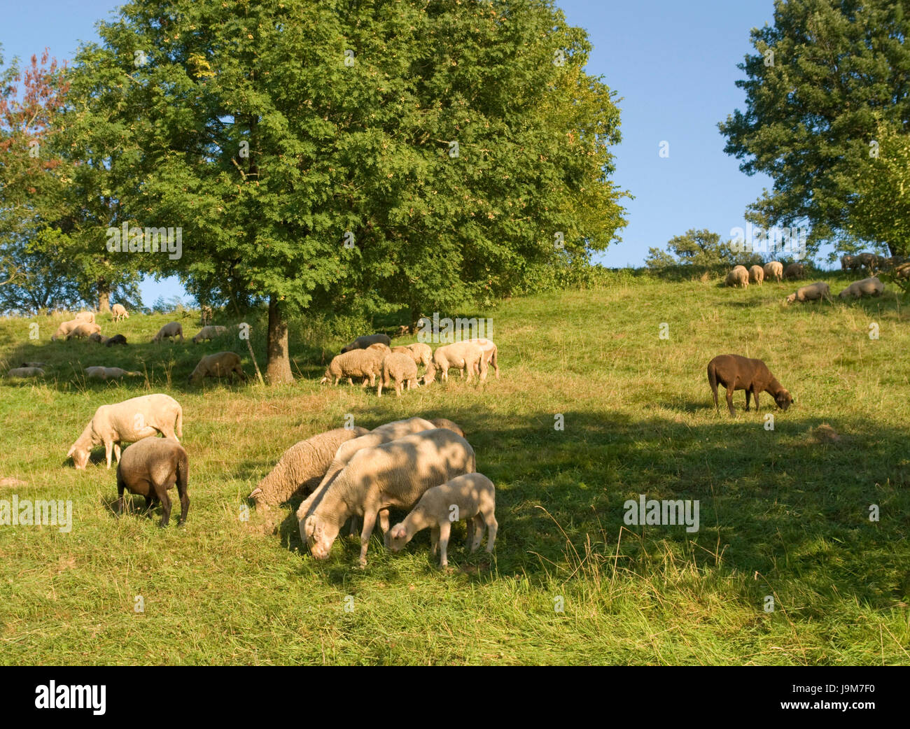 evening, sheep, community, herd, hoofed animal, scenery, countryside ...