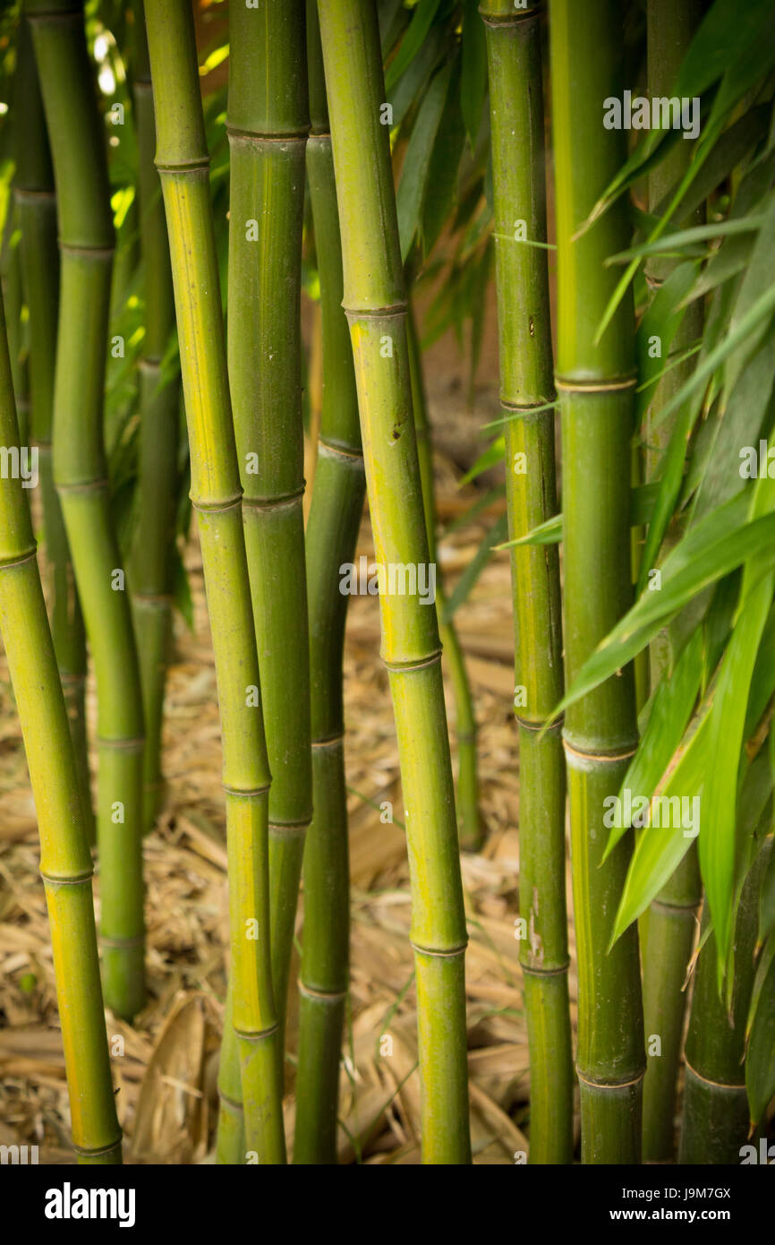 Bamboo tree grove botanical hi-res stock photography and images - Alamy