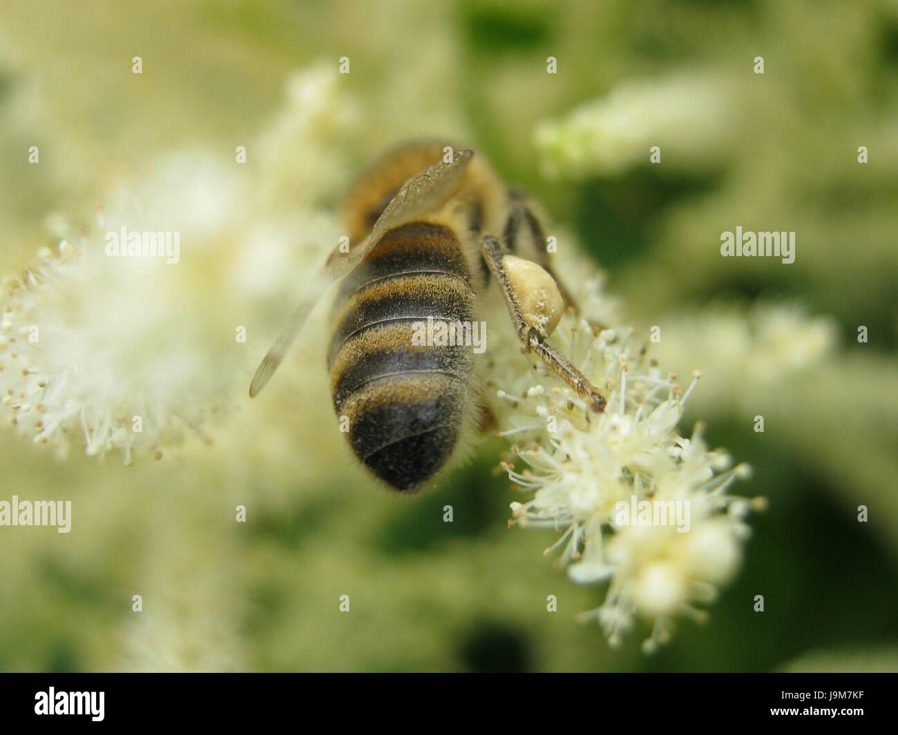 insect, insects, bees, honeybee, bee, insect, insects, blank, european ...