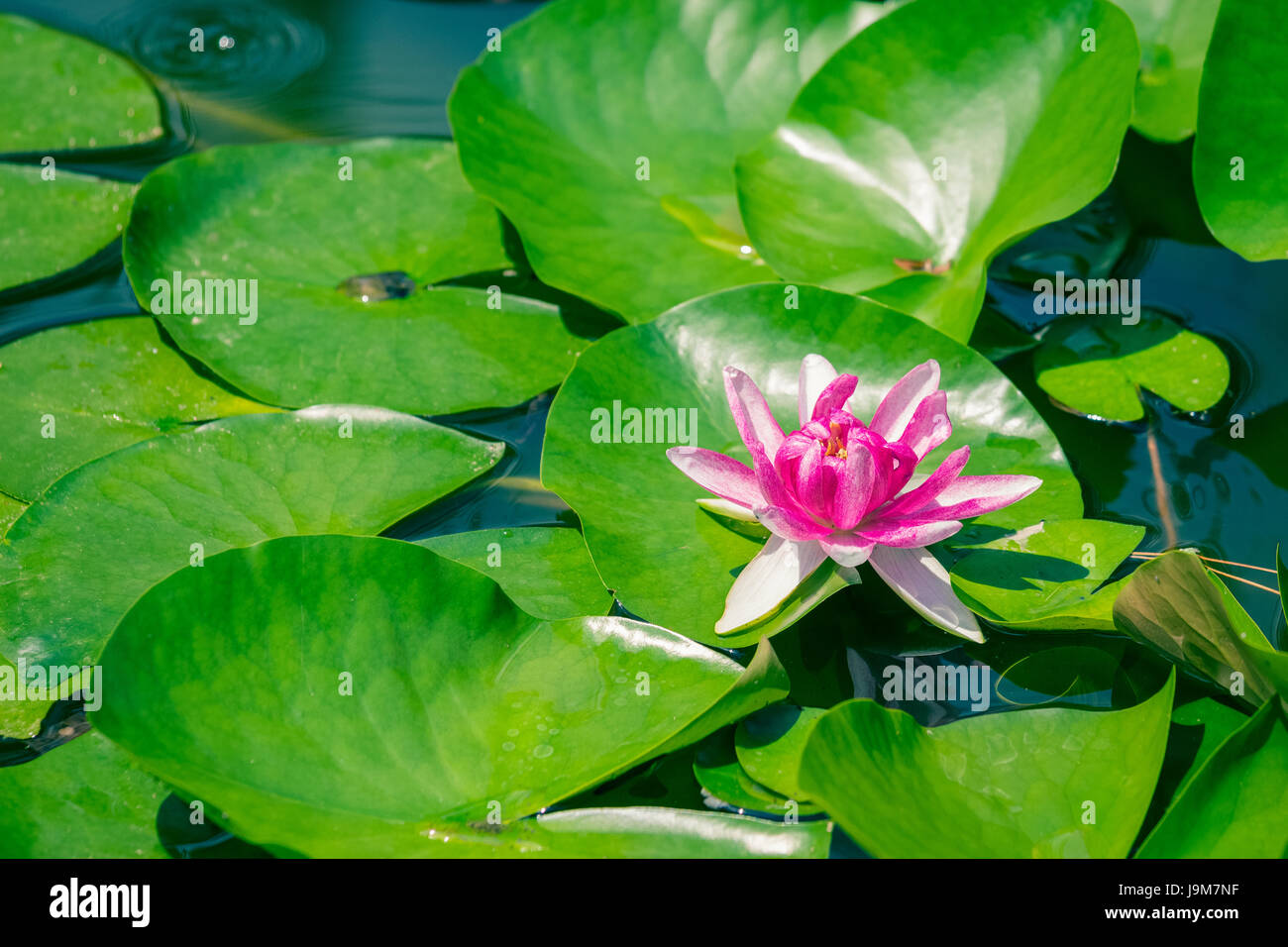 Top down viewpoint shoot of pink water lily and green leaves in garden ...