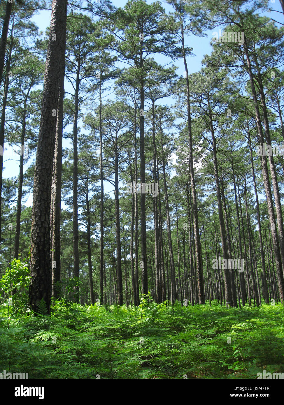 Sam Houston National Forest Stock Photo - Alamy