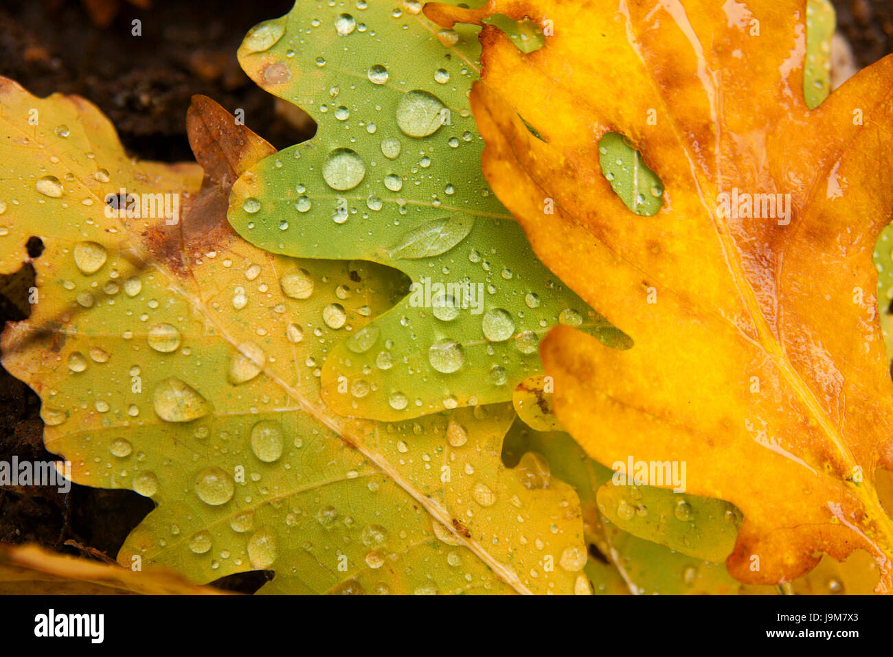 leaf, ground, soil, earth, humus, leaves, autumnal, fall, foliage ...