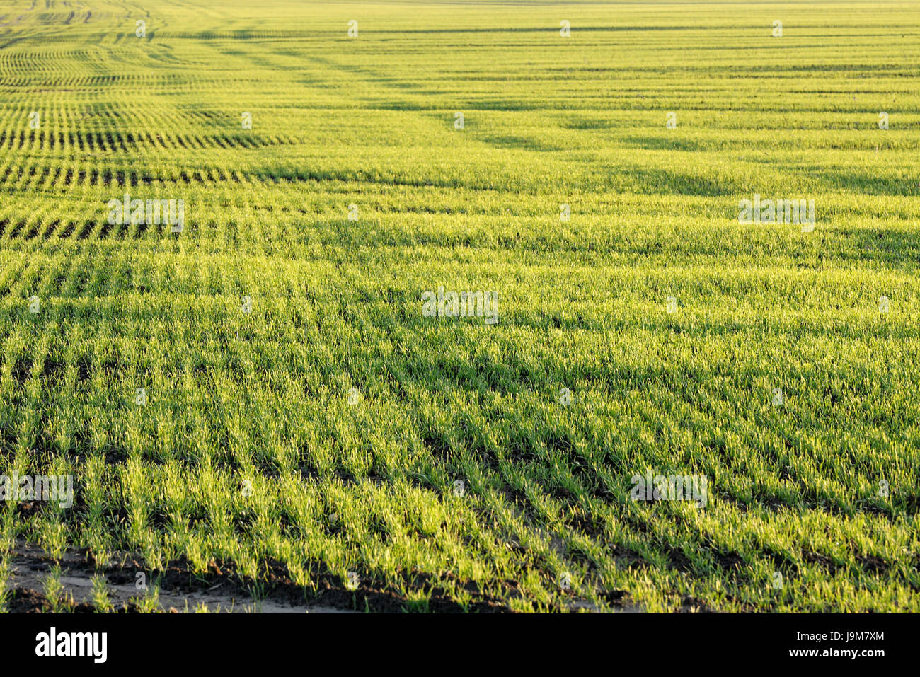 agriculture, farming, field, spring, wheat, lawn, green, fresh, nature ...