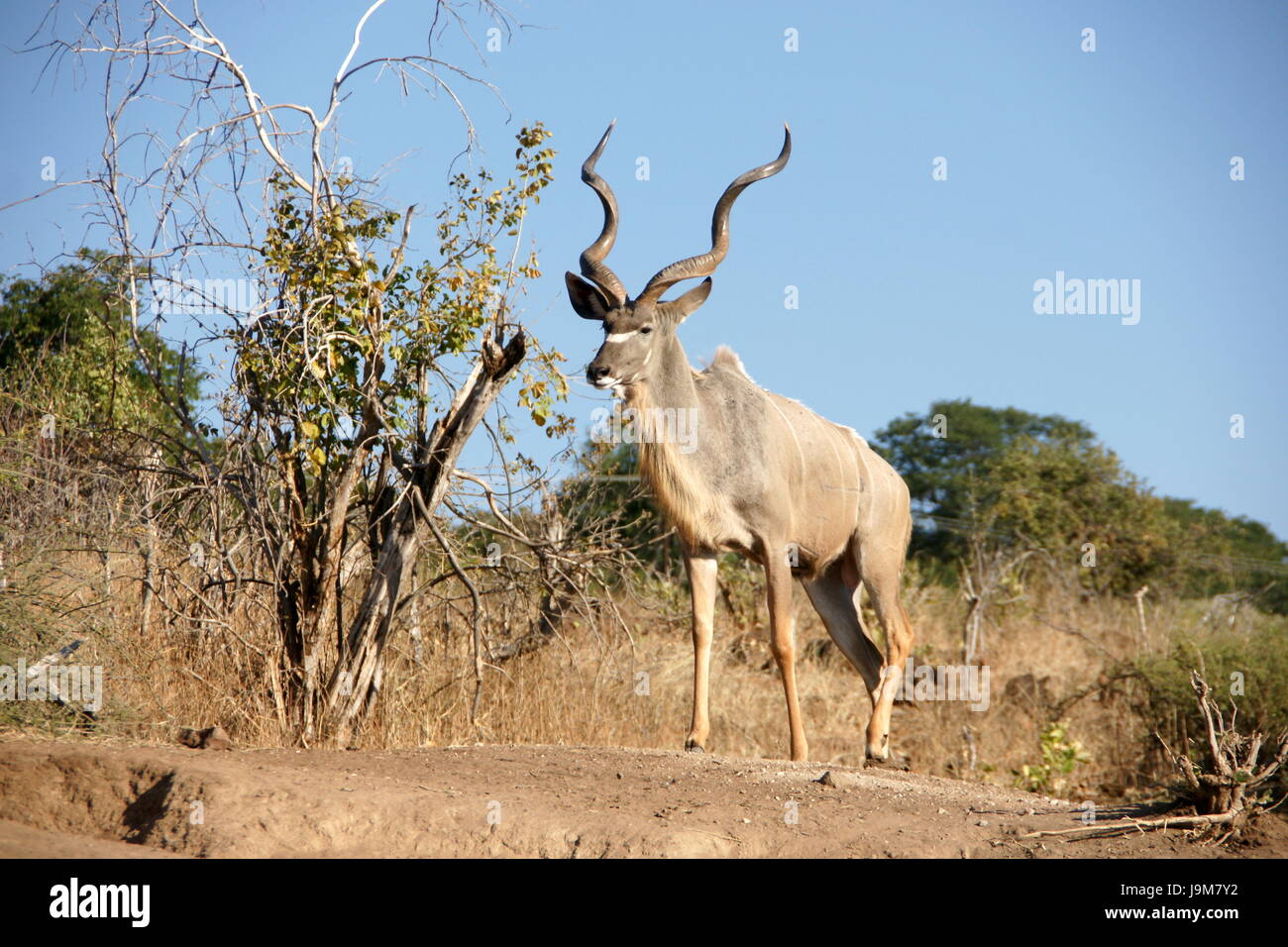 bull, buck, wildlife, bush, cornets, safari, antelope, animal, mammal ...