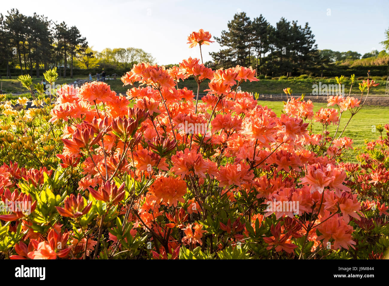 Close up orange Azalea flowers (Rhododendron indicum) in the garden ...