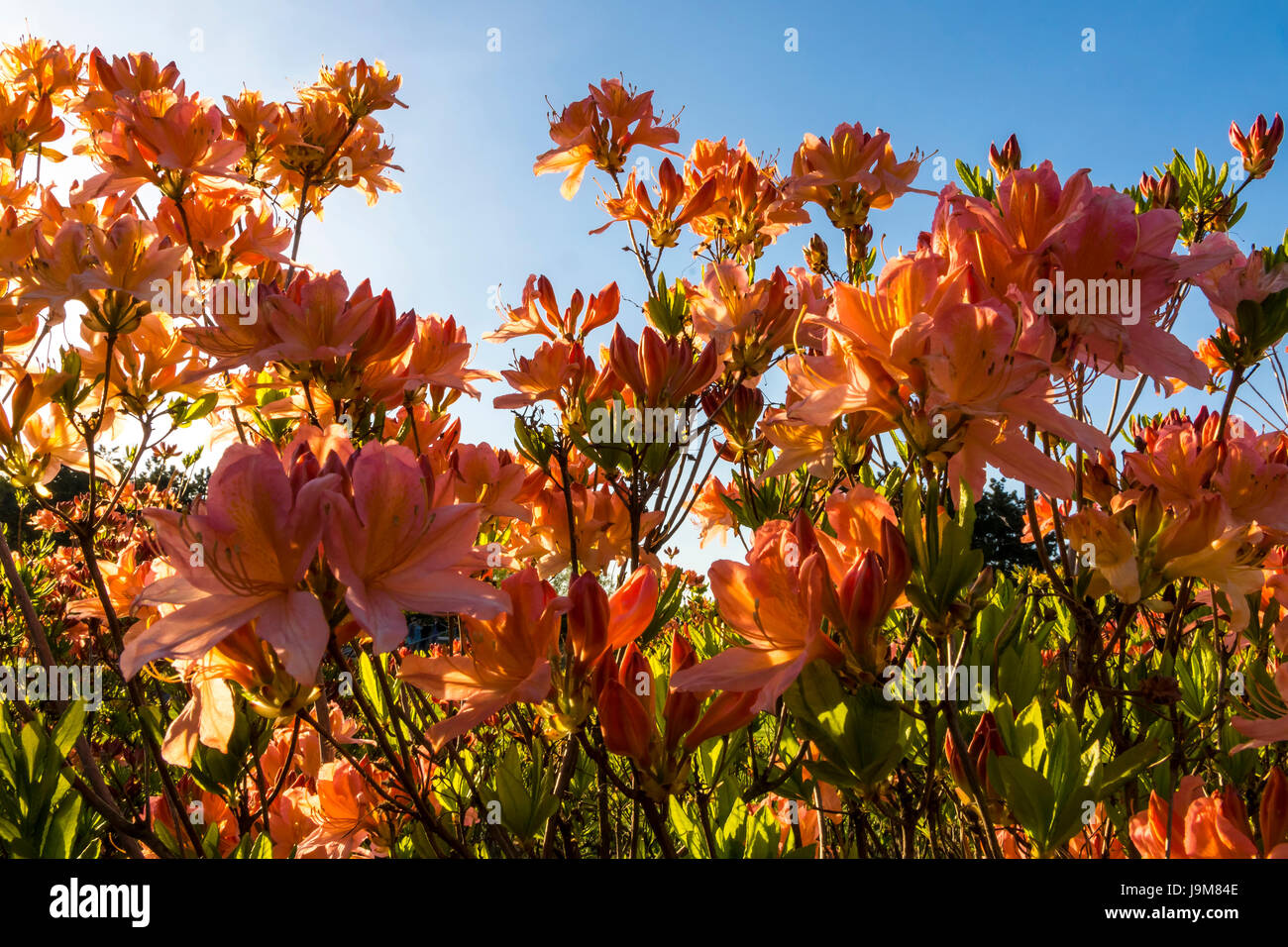 Close up orange Azalea flowers (Rhododendron indicum) in the garden ...