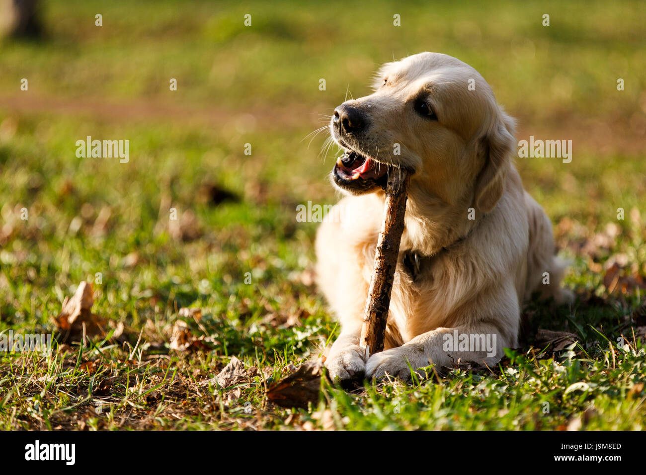 Gnawing stick hi-res stock photography and images - Alamy