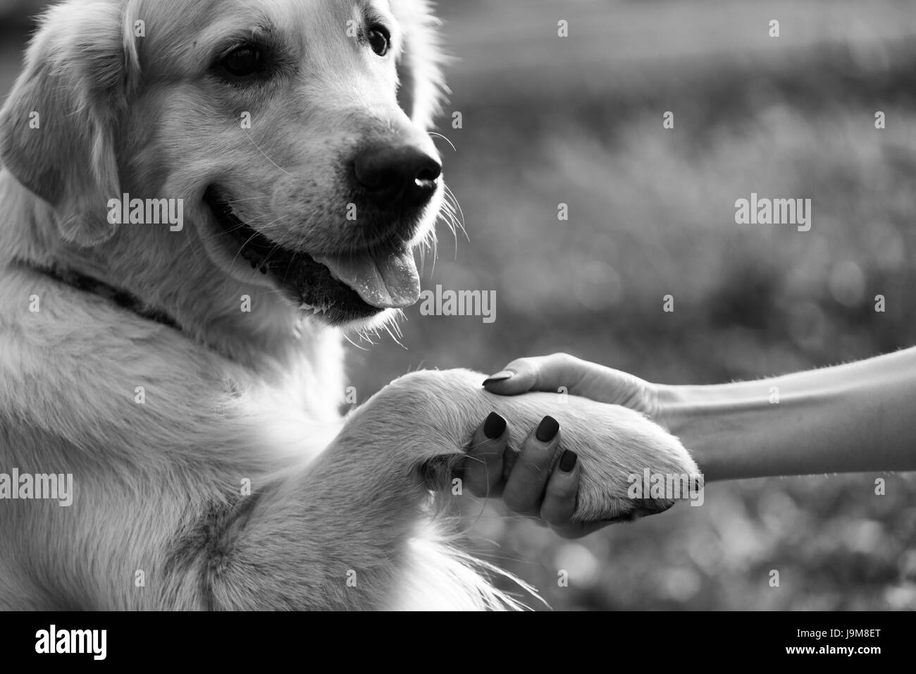 Labrador giving paw to person Stock Photo - Alamy