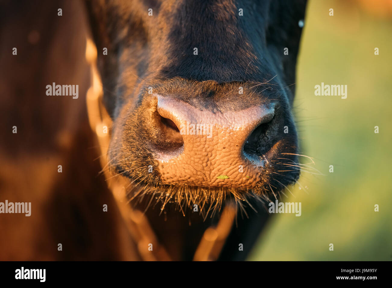 Cow nose hi-res stock photography and images - Alamy