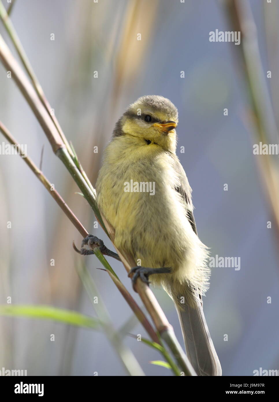 bird, birds, branch, feathers, titmouse, great titmouse, titmice ...