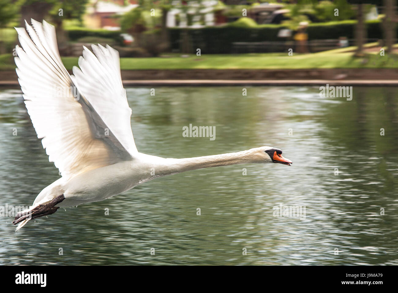 Swan Taking Off from Pond Stock Photo - Alamy