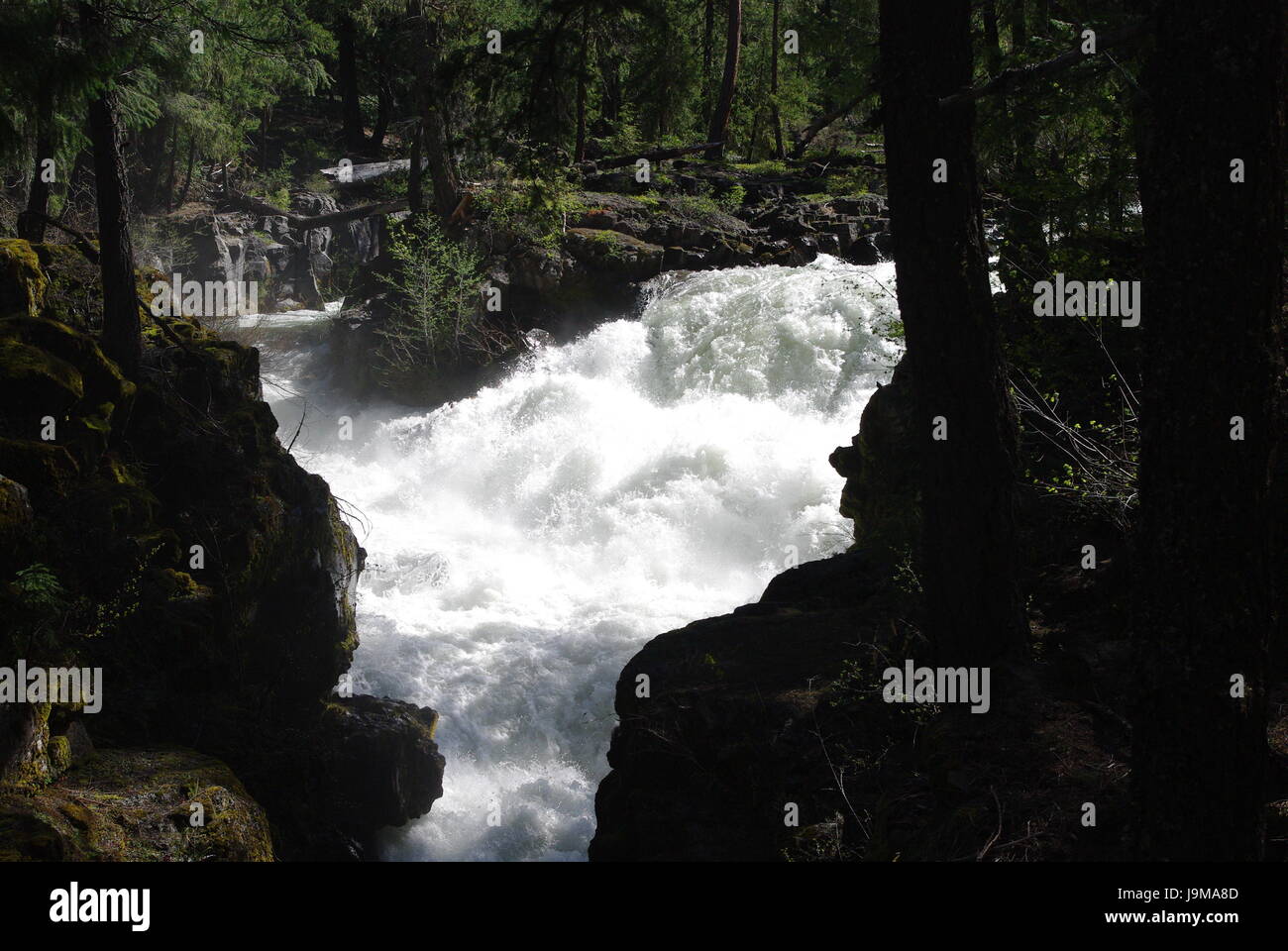 tree, waterfall, conifer forest, forest, water, trunk, tree, green, usa ...