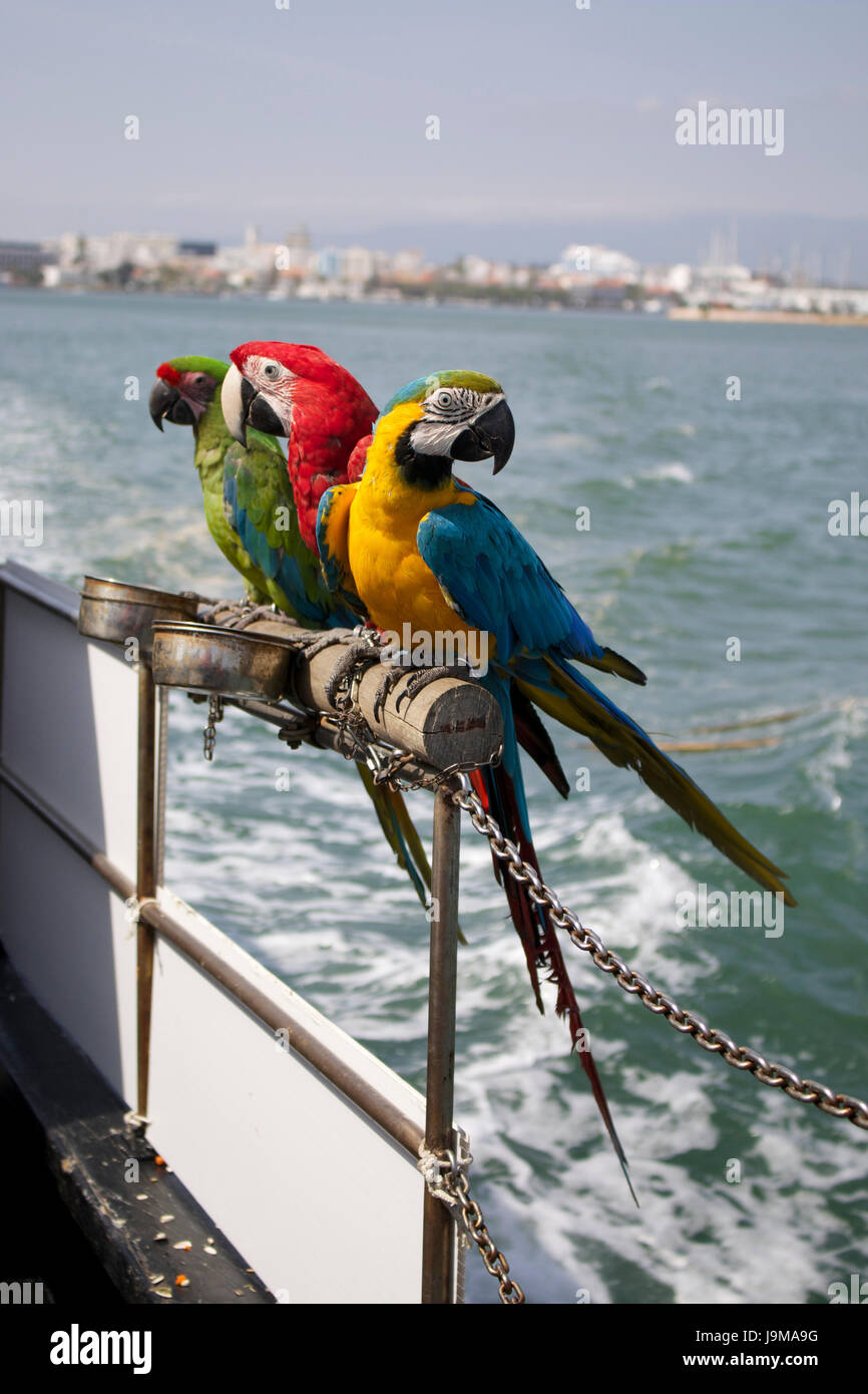 Closeup parrots hi-res stock photography and images - Alamy