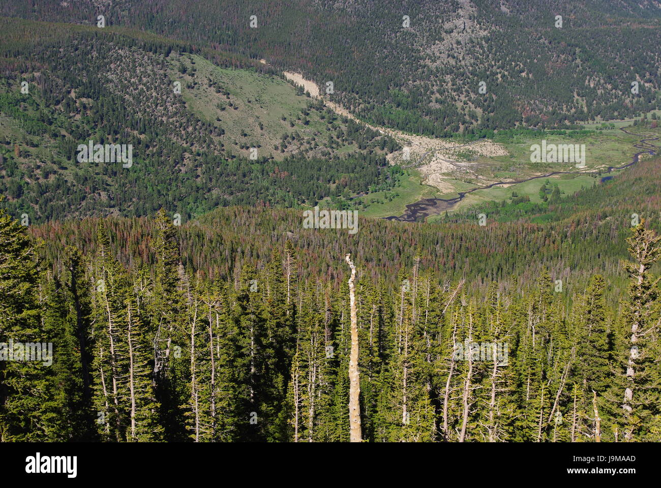forests and river valley,rocky mountains,colorado Stock Photo - Alamy