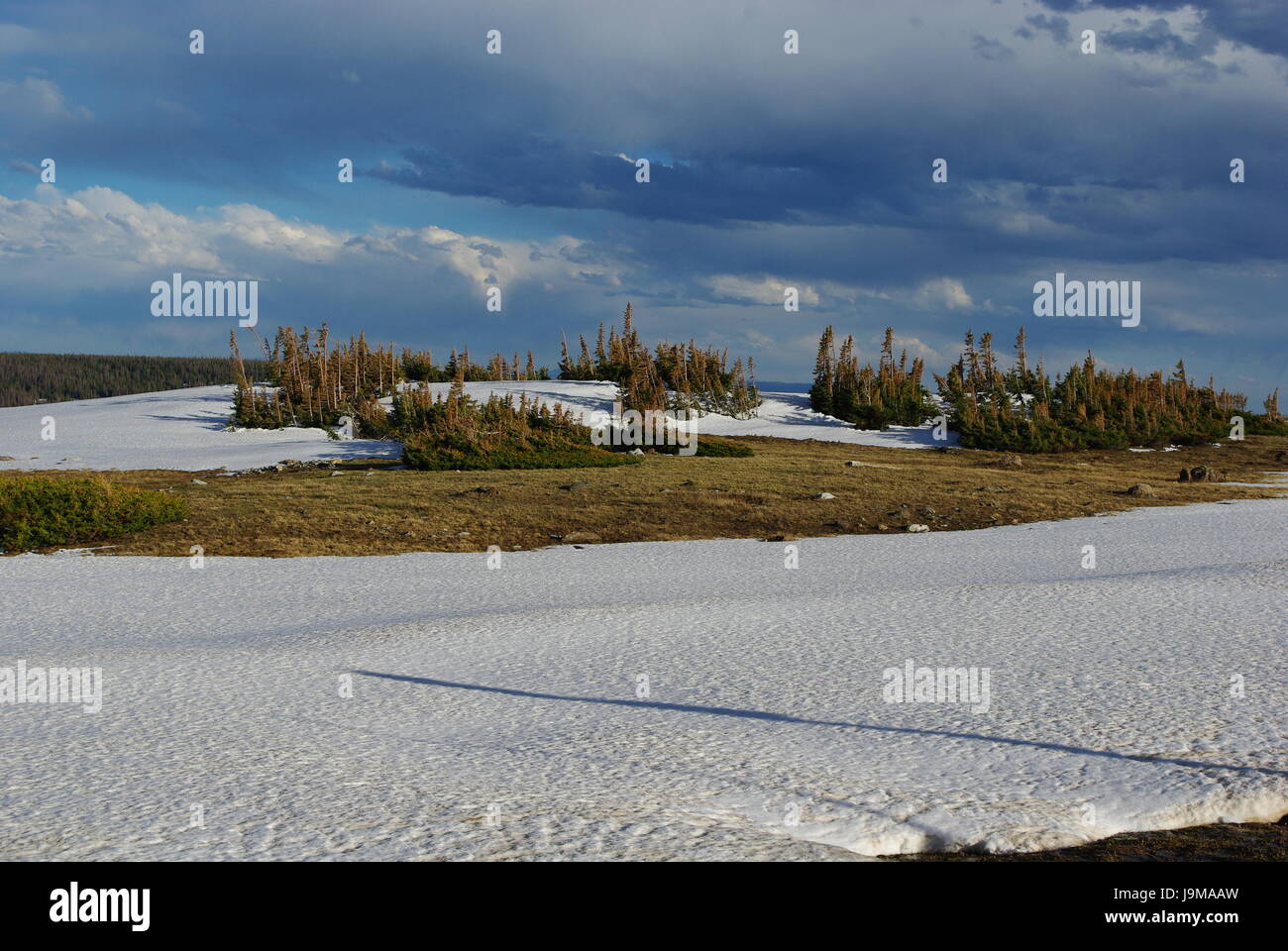tree, field, windy, plateau, snow, forest, tree, green, cloud, field ...