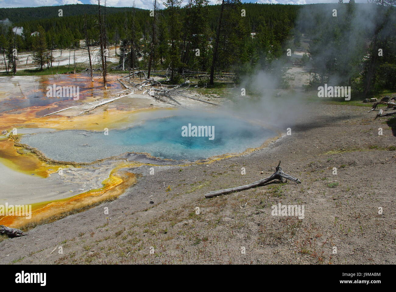 tree, conifer forest, pool, pelvis, basin, forest, water, blue, tree ...