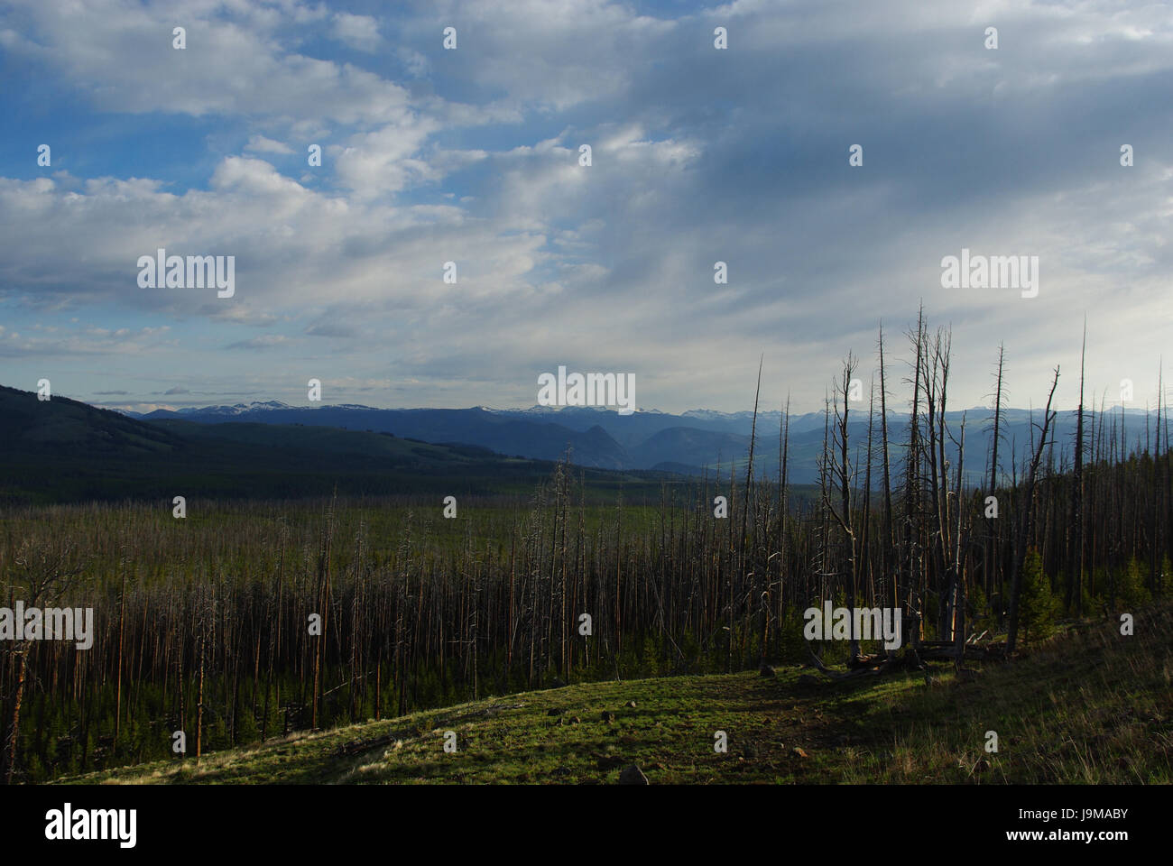 tree, width, sight, view, outlook, perspective, vista, panorama ...