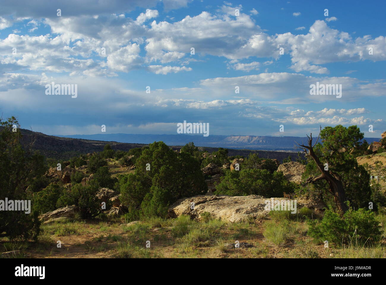 green, cloud, bush, sight, view, outlook, perspective, vista, panorama ...