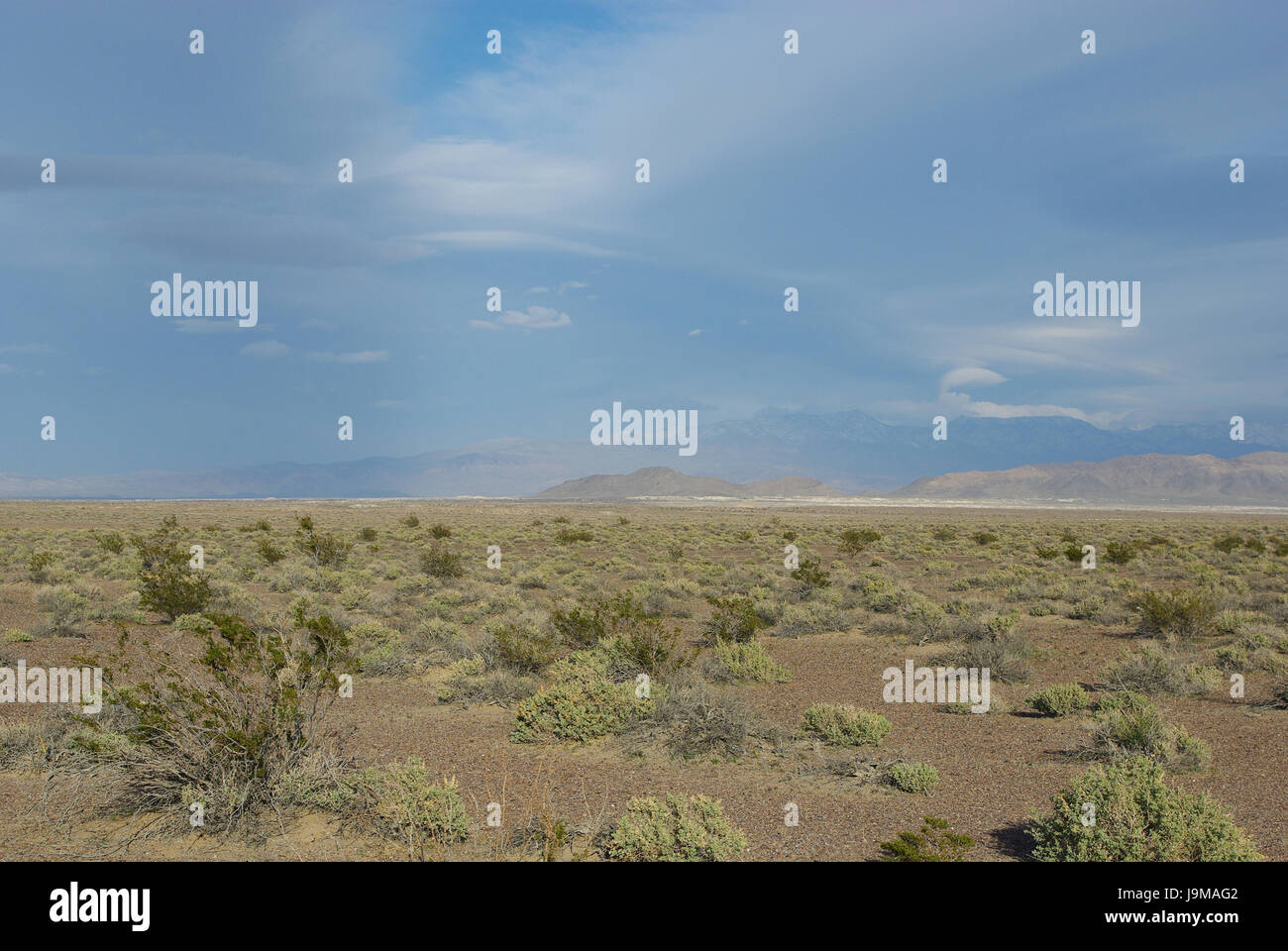 desert, wasteland, shrub, bush, brushwood, sands, sand, wind, desert ...