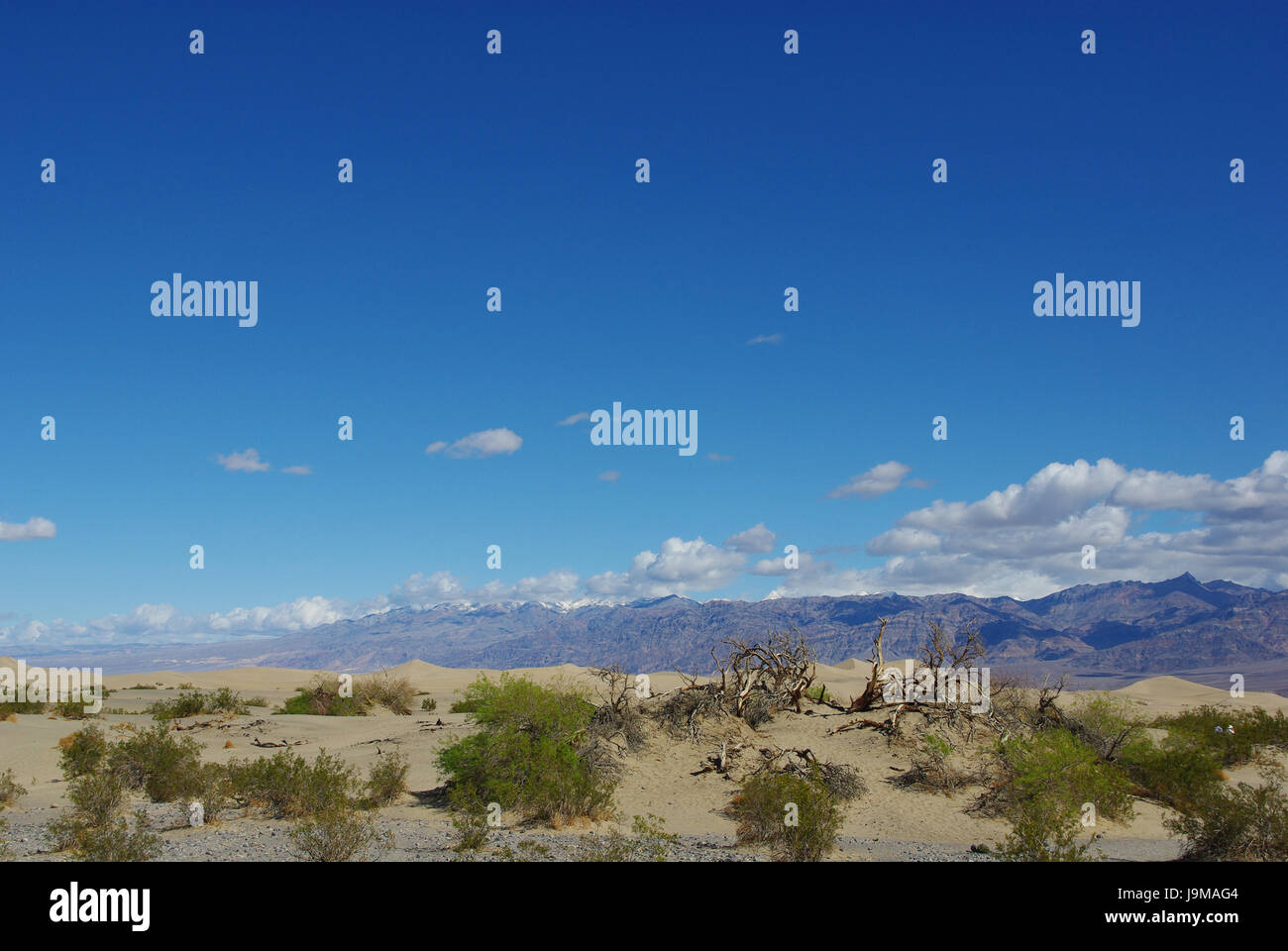 desert, wasteland, shrub, bush, dry, dried up, barren, mountain, sands ...