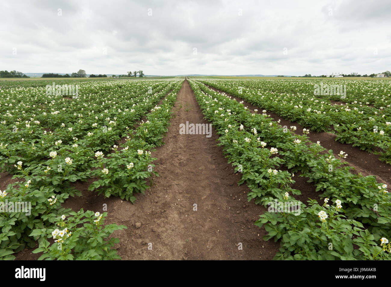 agriculture, farming, potato, potatoe, agriculture, farming, useful ...