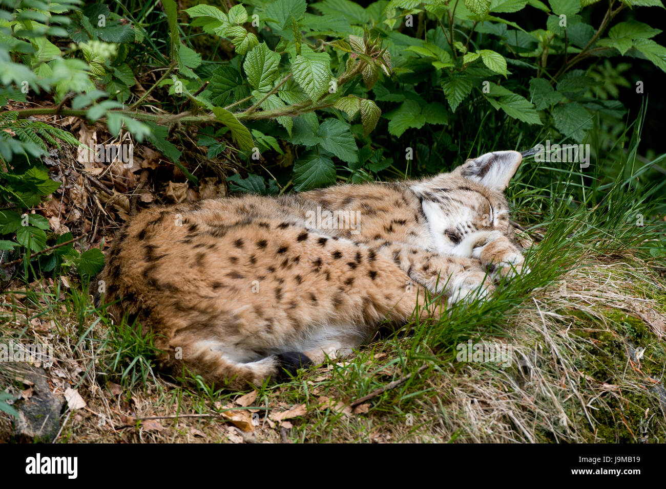 mammal, big cat, feline predator, predator, cat, lynx, pussycat ...