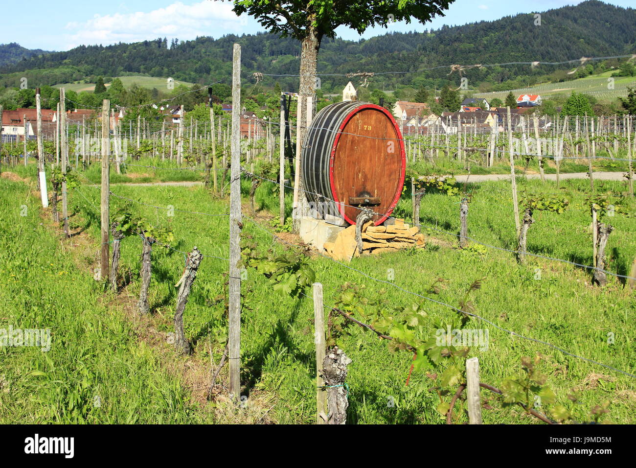 vineyard, vines, vine, grape vine, grape-vine, scenery, countryside ...