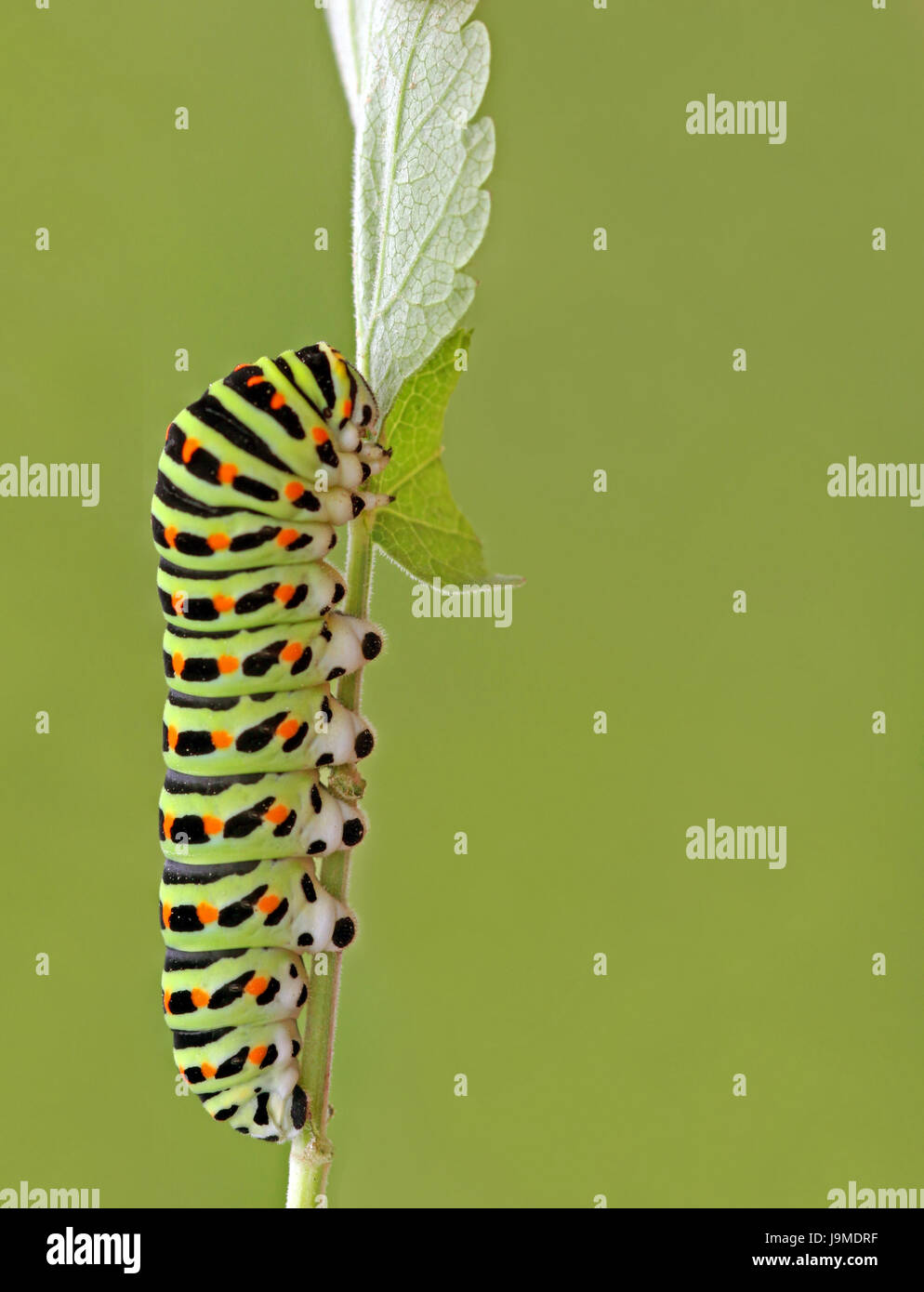 caterpillar, swallowtail, larva, macro, close-up, macro admission ...