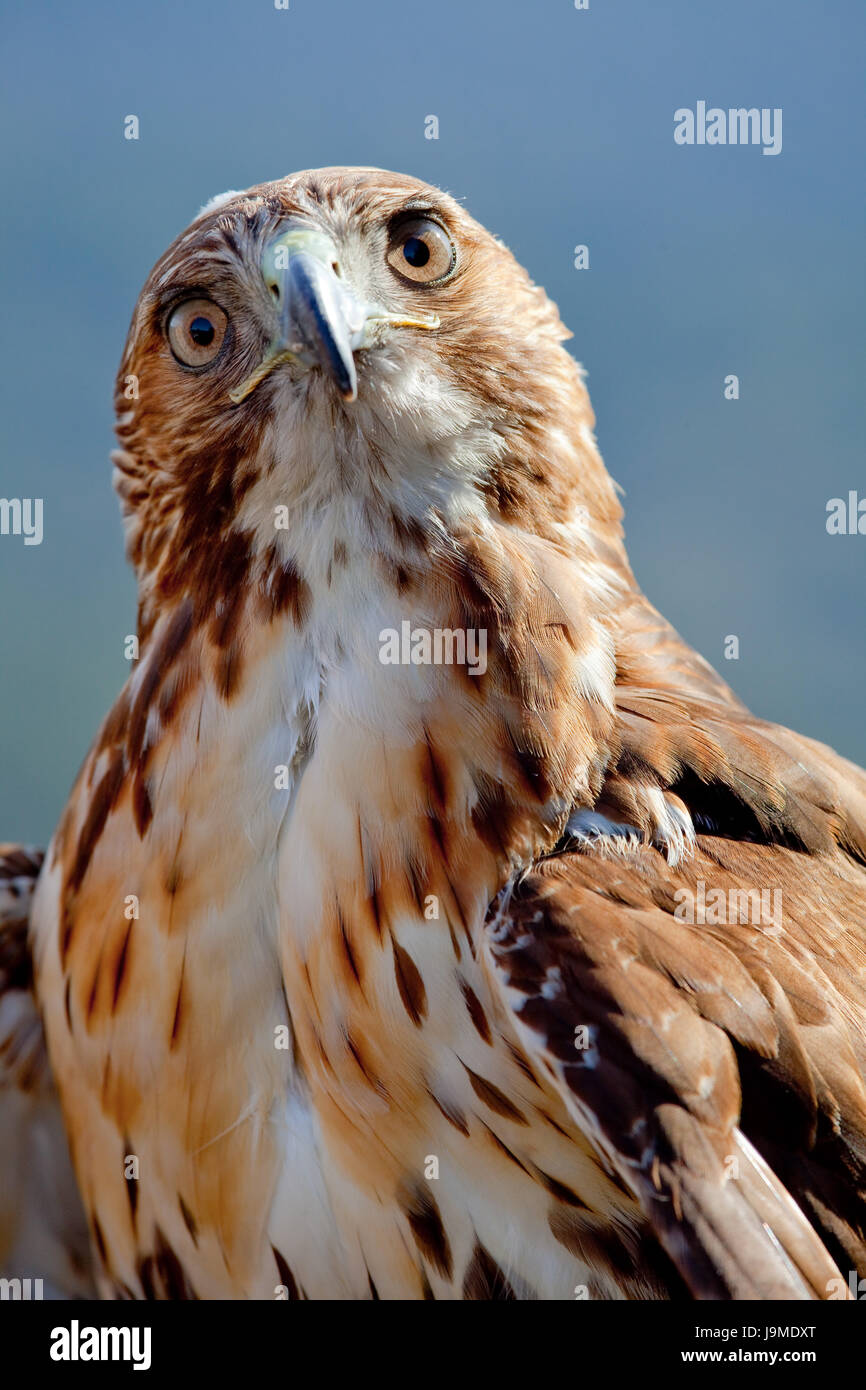 flight, animal, bird, wild, hunter, portrait, eye, organ, birds, eyes ...
