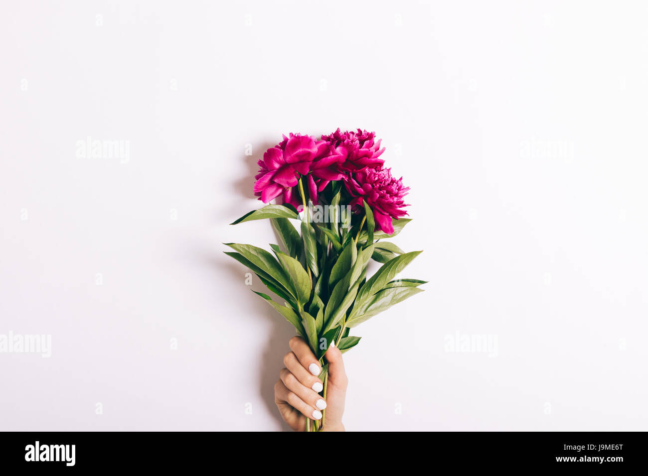 Bouquet of red peonies in a female hand with a manicure on a white ...