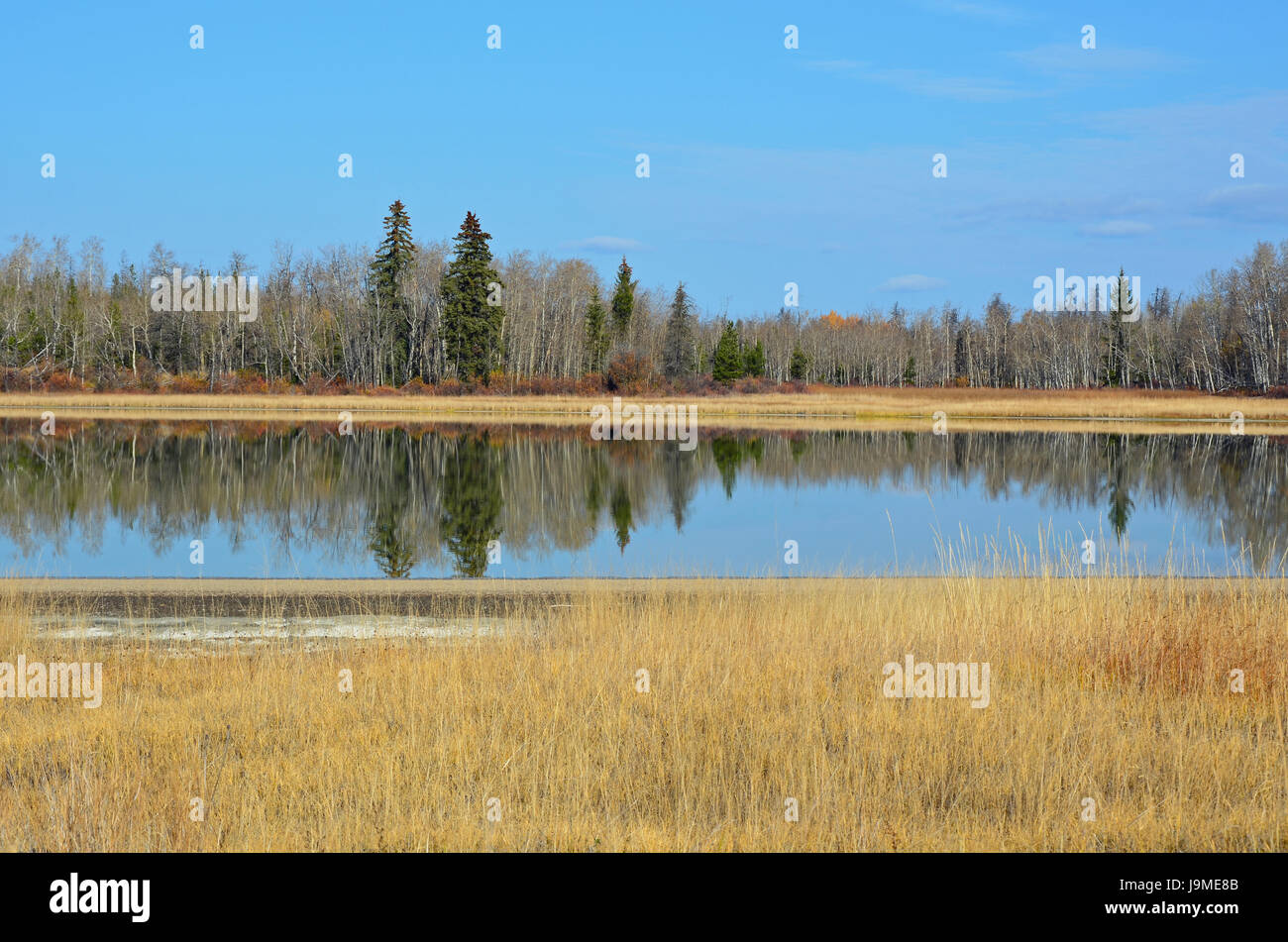 Beautiful autumn marsh on sunny day Stock Photo - Alamy