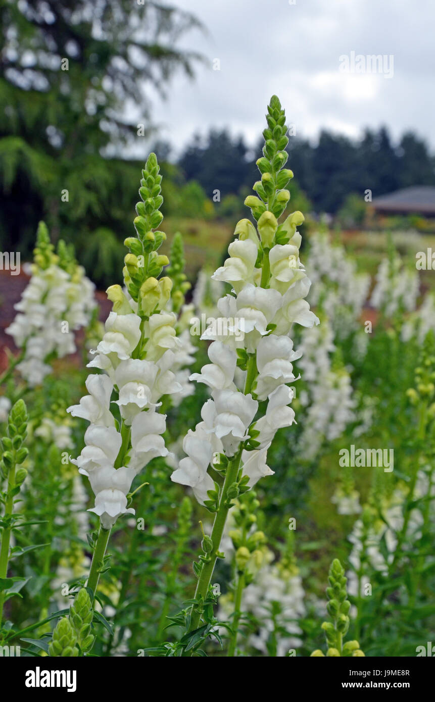 Snapdragon hi-res stock photography and images - Alamy