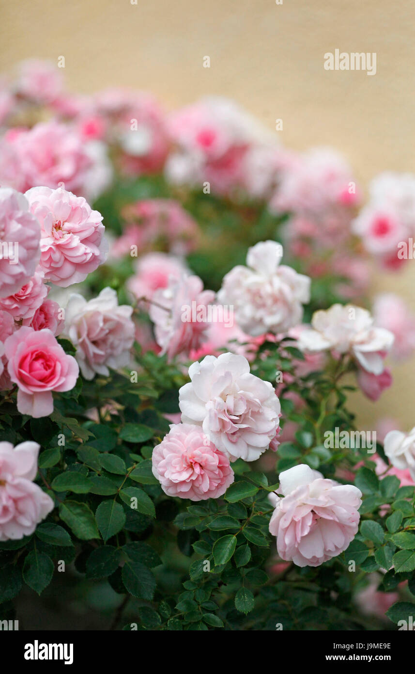 roses, flower, plant, rose, bloom, blossom, flourish, flourishing ...