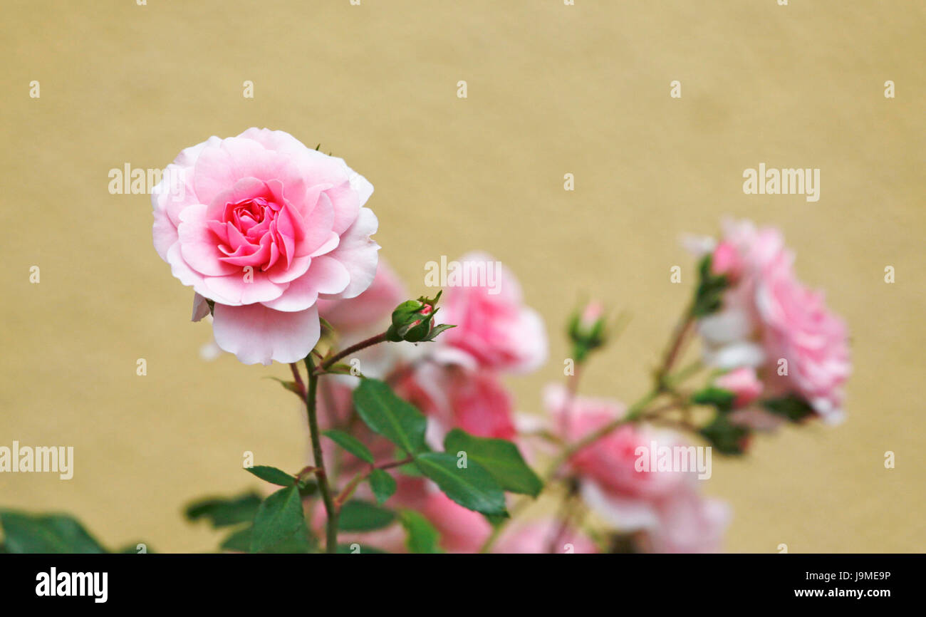 roses, flower, plant, rose, bloom, blossom, flourish, flourishing ...