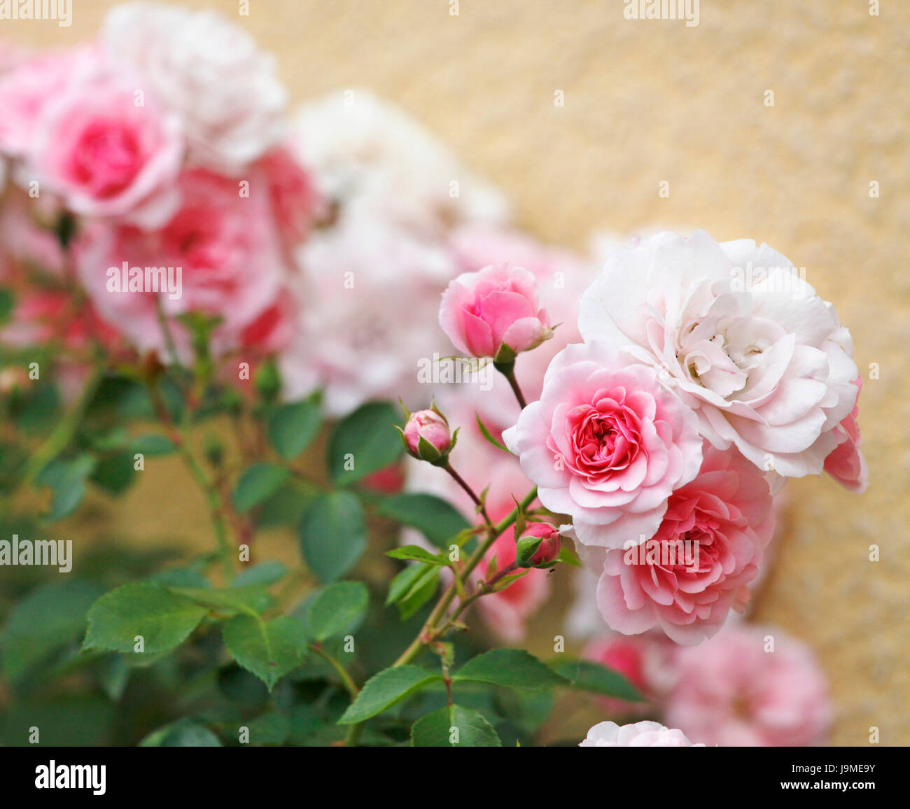 roses, flower, plant, rose, bloom, blossom, flourish, flourishing ...