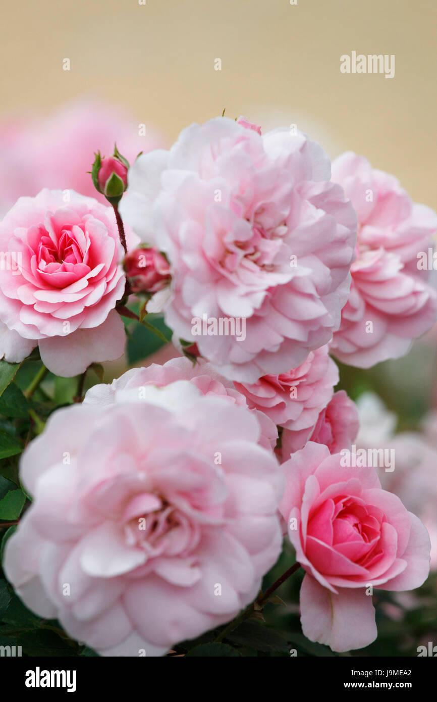 roses, flower, plant, rose, bloom, blossom, flourish, flourishing ...