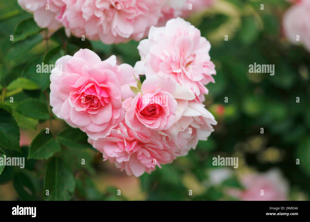 roses, flower, plant, rose, bloom, blossom, flourish, flourishing ...