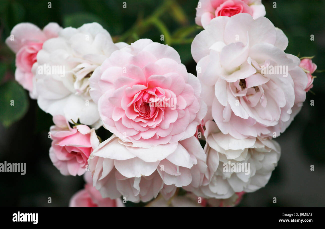 roses, flower, plant, rose, bloom, blossom, flourish, flourishing ...