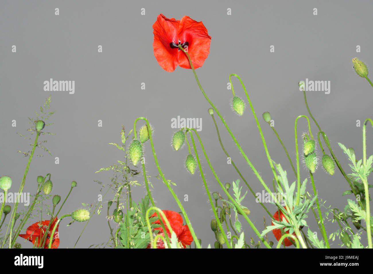 poppy, beautiful, beauteously, nice, green, summer, summerly, poppy ...